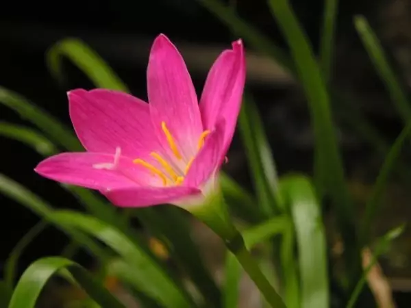 Zephiranthes: Todos los matices de cuidado de flores en casa + foto y video