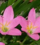 Zefiranthes rozā