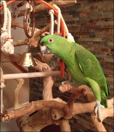 Parrot Sings "Belovezhska Pushcha": Funny video