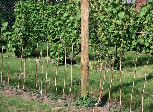 Ribbon Malina Growing