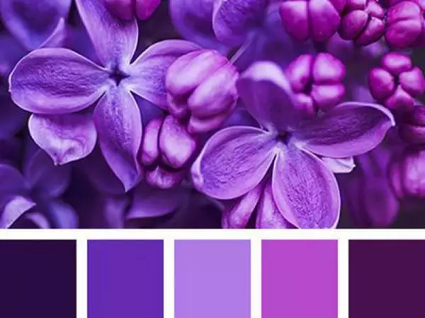 紫色調色板