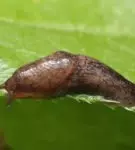 Slug.