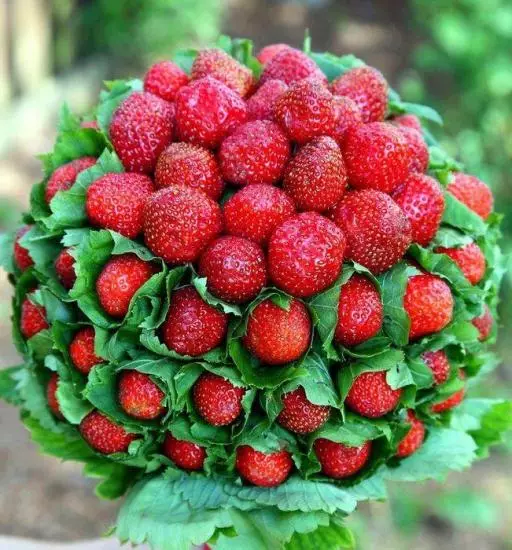 Berrers strawberries amiirka madow