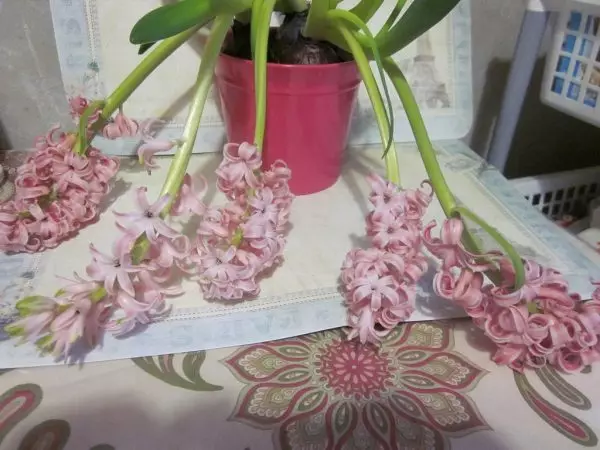 Hyacinth inundado