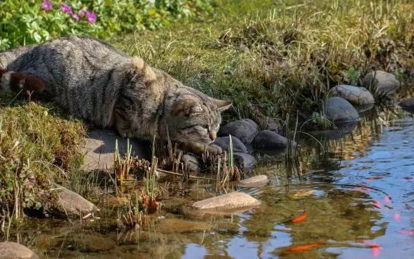 Pescador de gato.