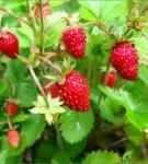 Igadi strawberry Dessaljer - Inkcazo yeentlobo ngeentlobo, iimvakalelo zononophelo kunye nezinye izinto ezibalulekileyo + ifoto