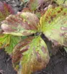 Кафяви петна върху листата на градински ягоди