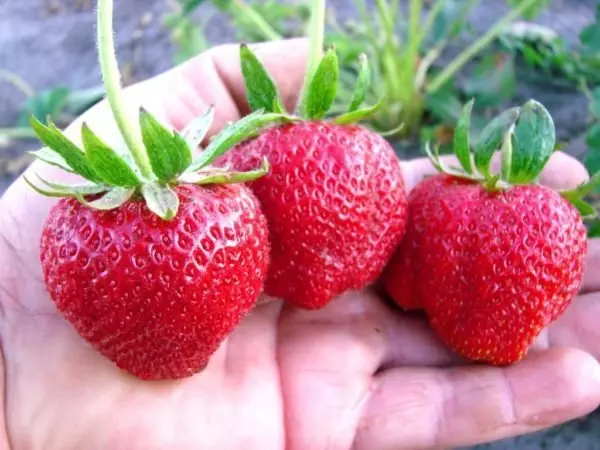 Плодове от градински ягоди Darsemet на дланта