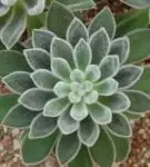 Ehohohonia funfun-irun