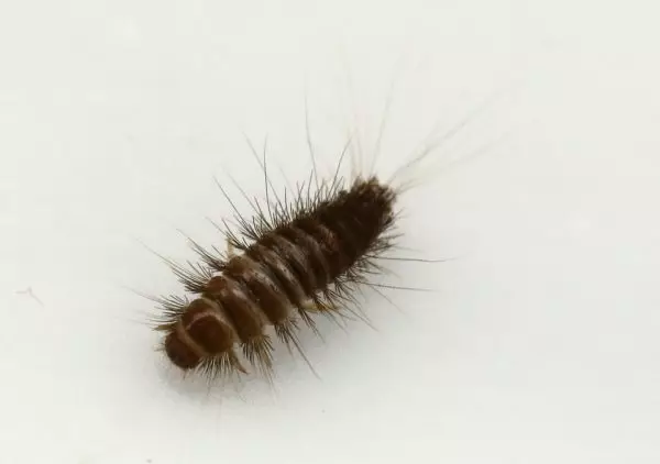 Anthrenus Larva.