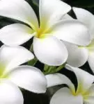 Trắng Plumeria.