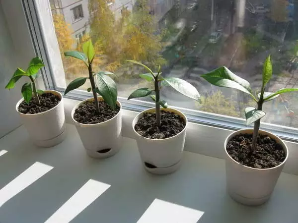 Plumbies Windowsill-en