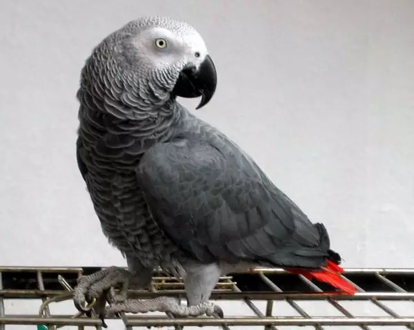 Довуд гуфтугӯи Parrot шеърҳоро мехонад: видео