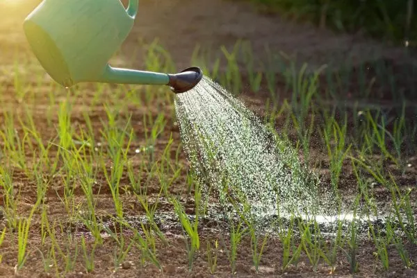 Watering onions with mineral solutions