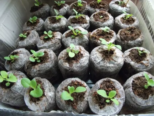 Petunia seedlings hauv peat ntsiav tshuaj