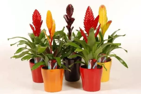 Vriziai: ყვავილების მოვლის ყველა ნიუანსი სახლში + ფოტო და ვიდეო