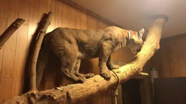 Puma ant medžio
