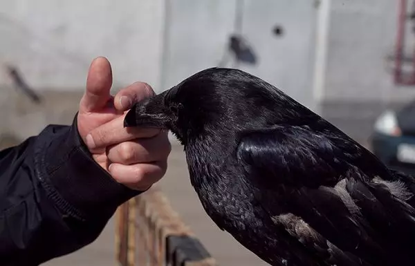 Talking Raven Vasya wants to eat: funny video