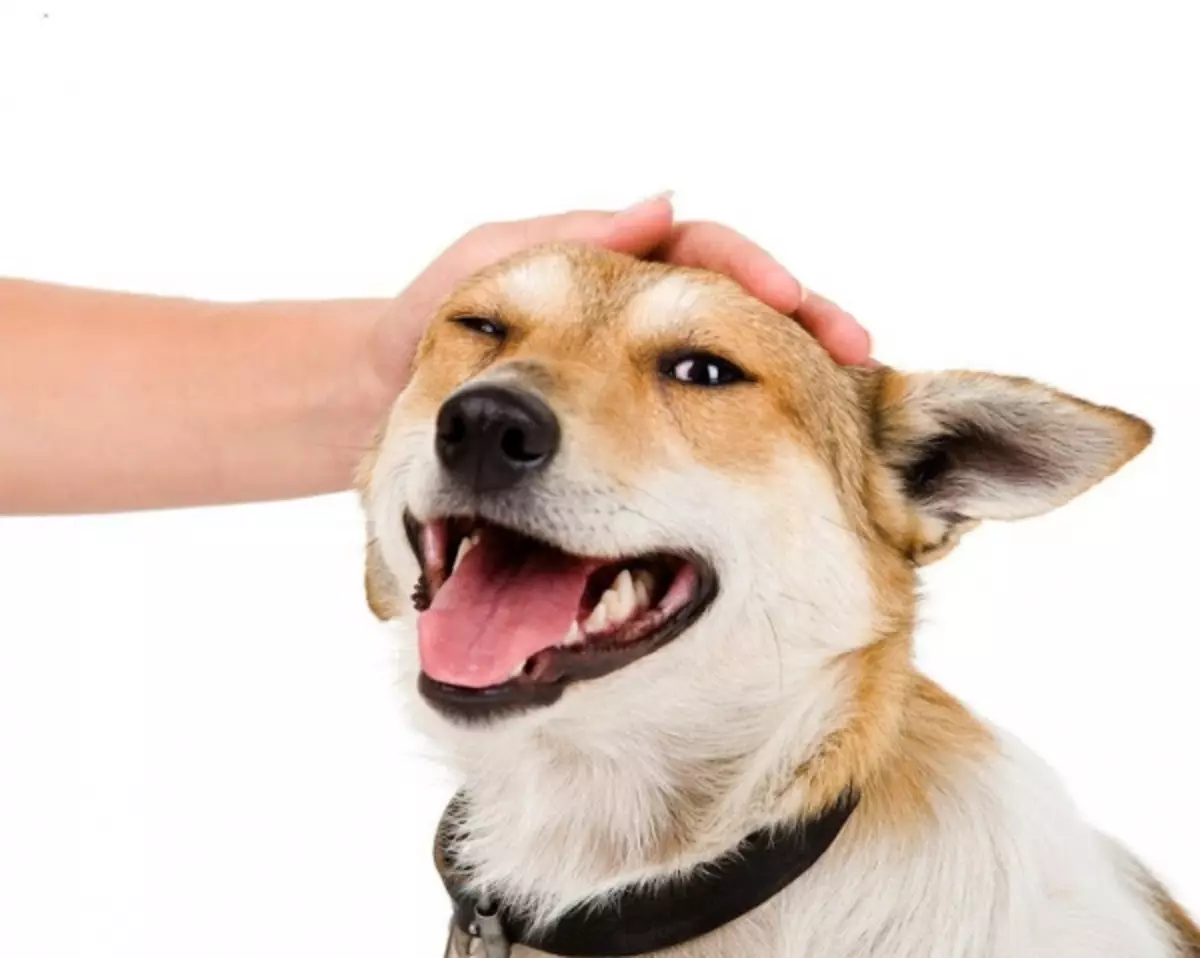 Anjing itu dipukul di kepala
