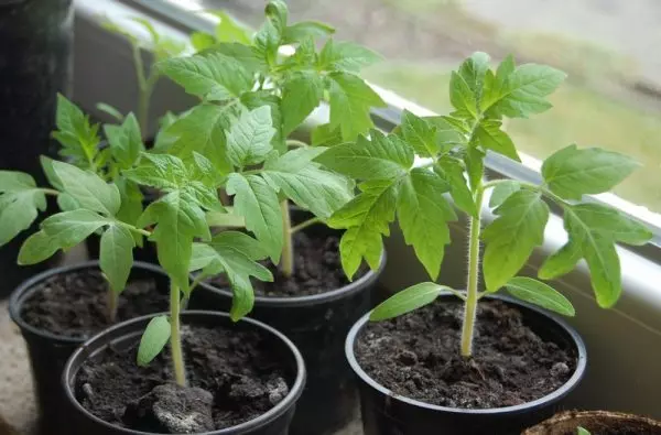 Feteleza kwa tomato ndi mbande tsabola: kugula ndi kudyetsa kunyumba