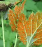 Oranžové zvyšování na listu