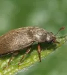 Beetle de gerds marró