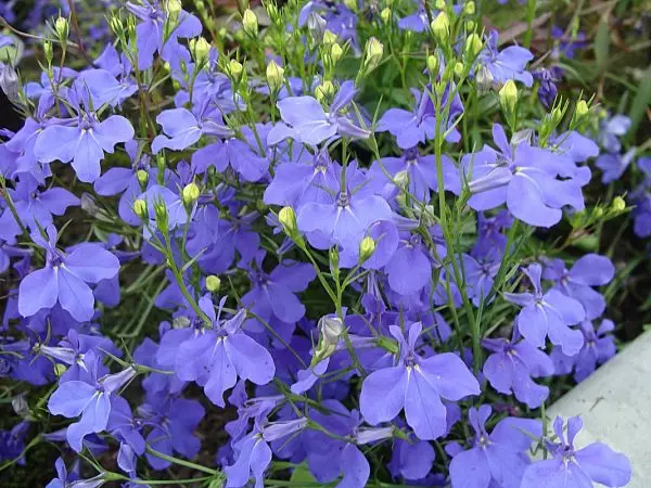 Lobelia.