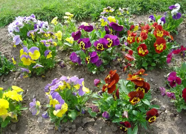 Violet Pansies.