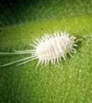 mealybug