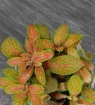 Fittonia scheletro