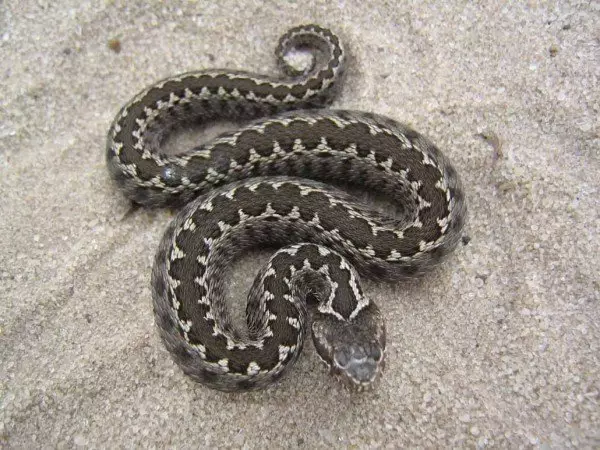 Ülke alanındaki yılanlardan kurtulur: sürünen sürüngenlerle başa çıkma araçları