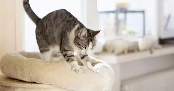 لماذا توالت قط القطط مع الساقين: أسباب العادات، مما يعني كيفية التوقف عن تدوس دون إيذاء الحيوانات الأليفة، والفيديو 2300_2