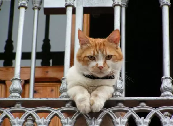 Кот в нашийнику від бліх