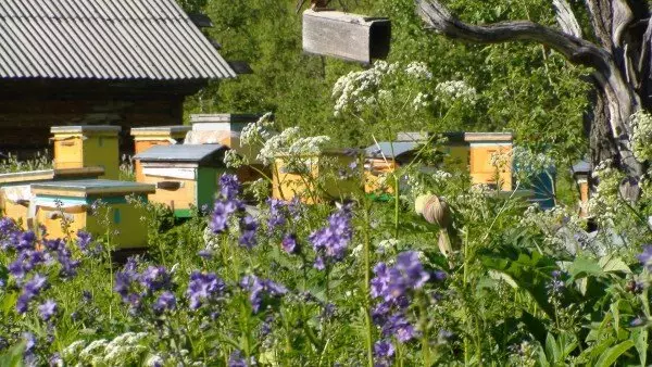 APiary blant blomstrende planter