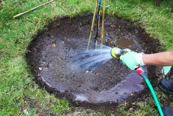 Watering a seedling ceri