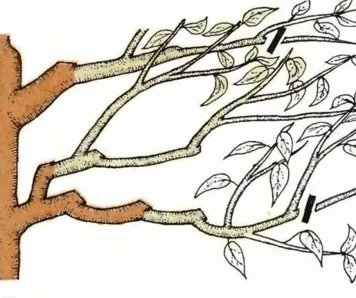 Trimming cabang cabang saka musim semi cherry