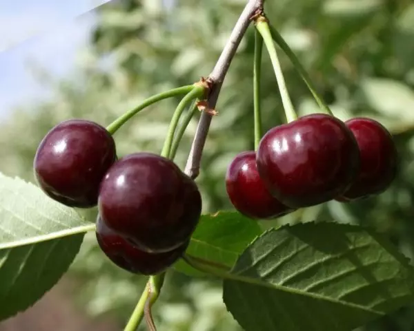 Mga berry Cherry Grades Vladimirkaya