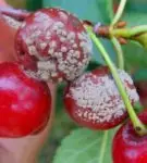 Antraznose Cherry