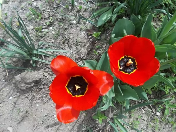 Tulips darwinov