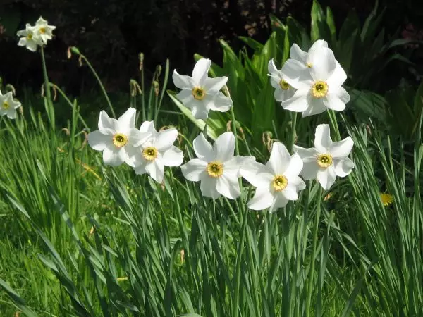 Daffodils poetike