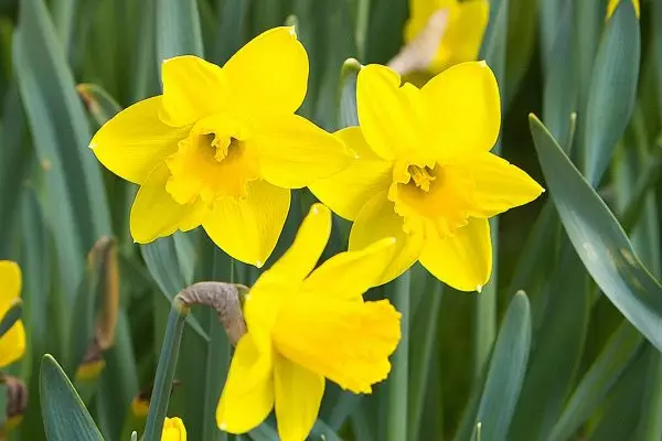 Narcissus tubular