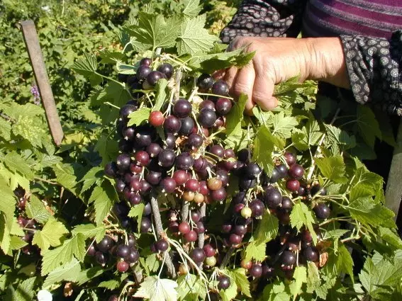 سیاہ currant crooked.