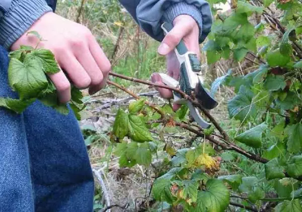 سیاہ currant trimming