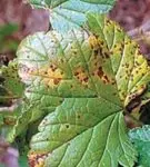 Anthracnose