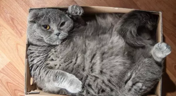 Tuková mačka v krabici