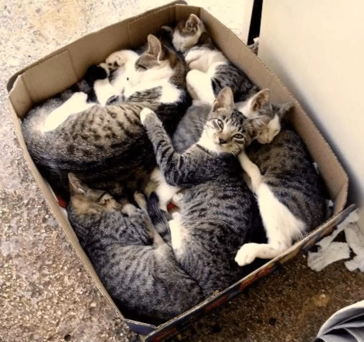 Много котки в кутията