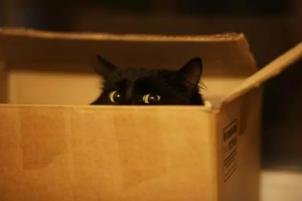 Черна котка в кутията
