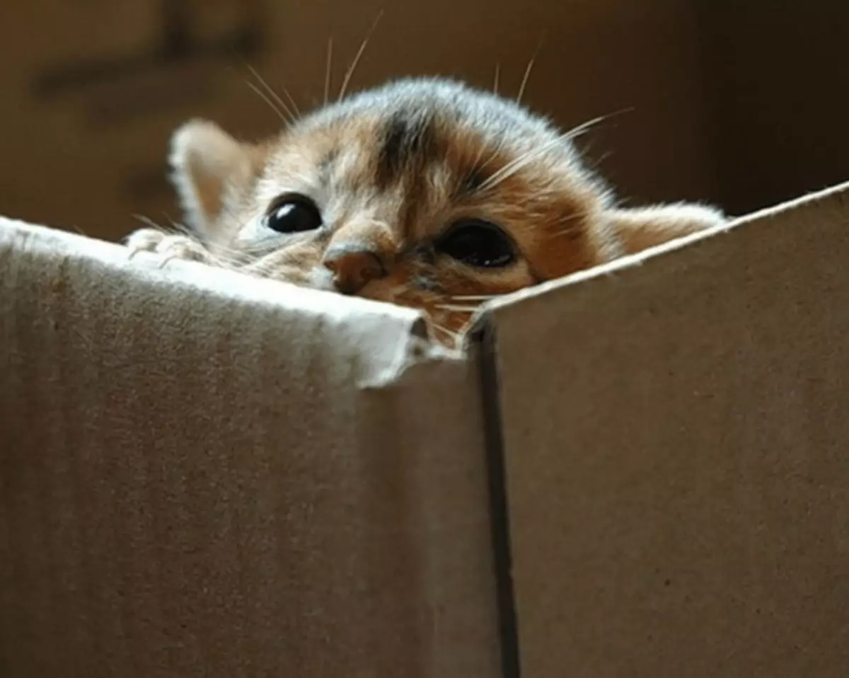 Pequeño gatito en caja