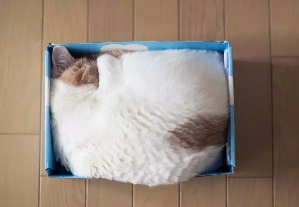 बूट बॉक्स मध्ये मांजर