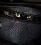 सूटकेस मध्ये मांजर